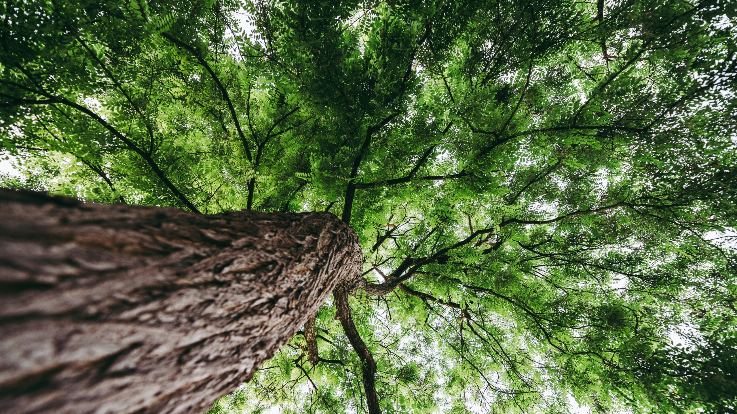 How to grow your charity… - Burton Sweet